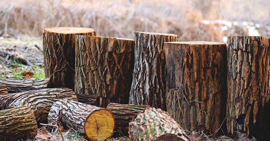How to Remove a Tree Stump: Getting Rid of Stumps and Roots How to Remove a Tree Stump: Getting Rid of Stumps and Roots